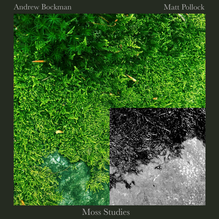 Moss Studies | Andrew Bockman, Matt Pollock | Matt Pollock