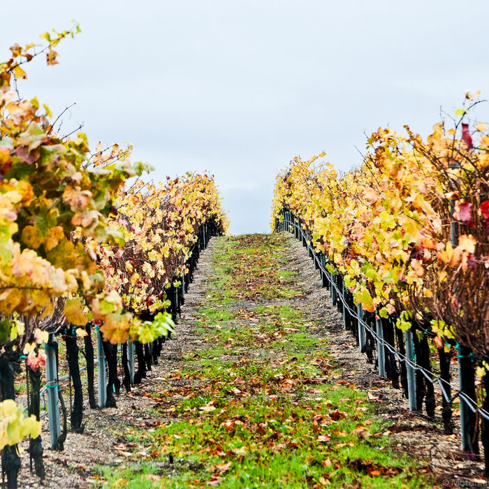 Santa Maria Valley AVA | Post-Artist | Wikimedia Commons