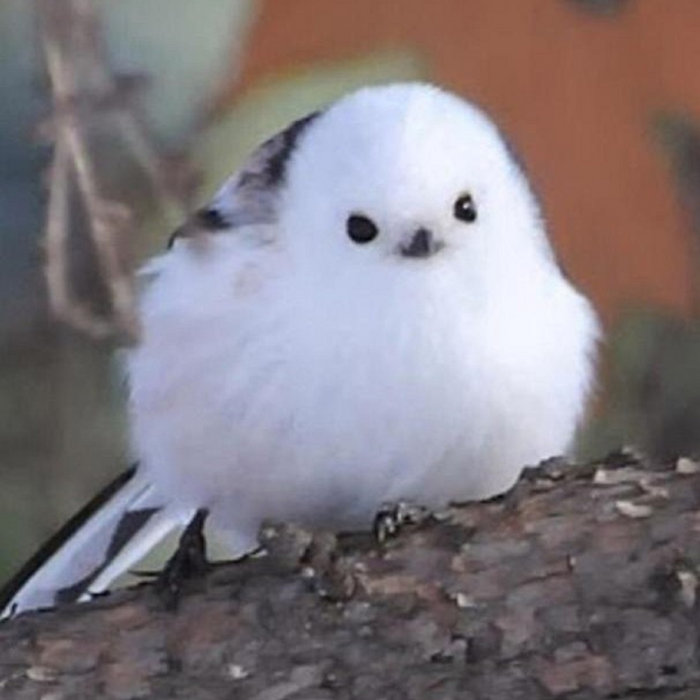 Thanks VrChat | Virtual Bird