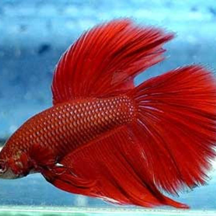 new song | keith and garret