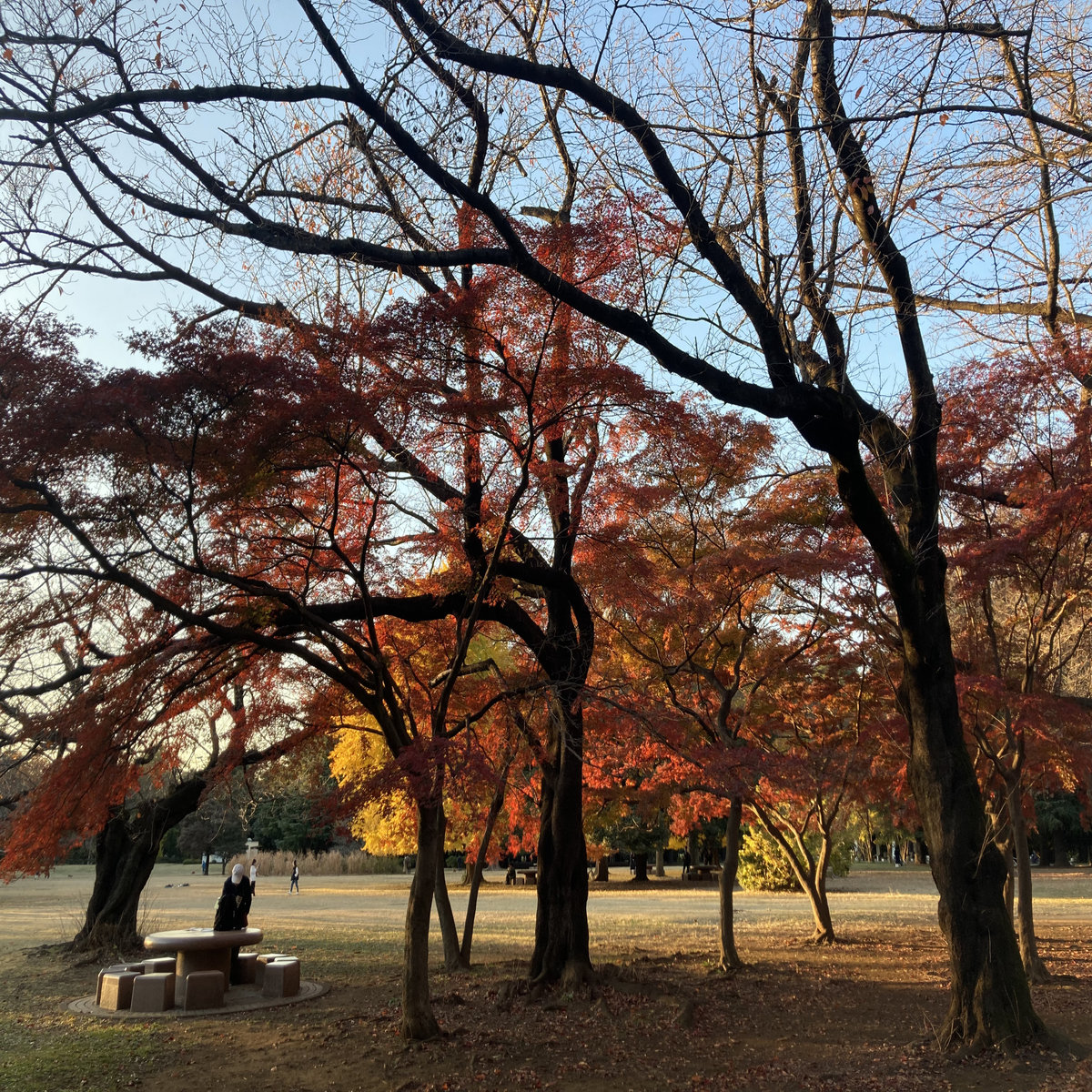 落葉 | Takashi Sasaki