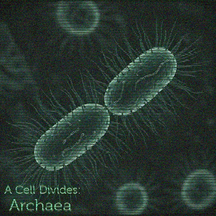 Archaea | A Cell Divides