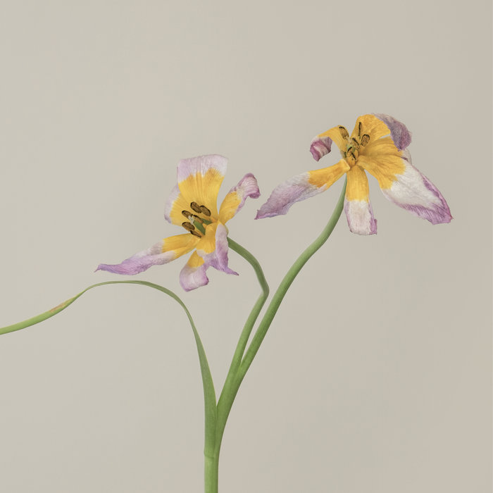 Hallucine | Anne Bakker | René Aquarius | Rutger Zuydervelt ...