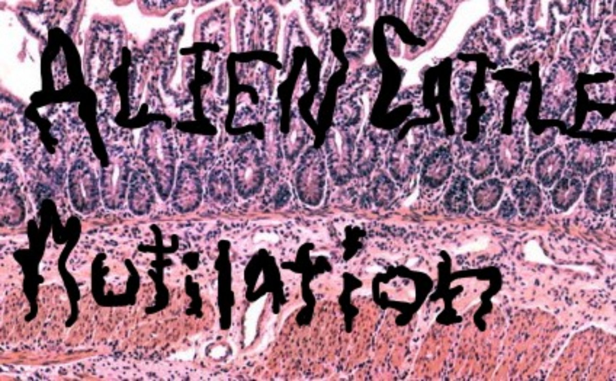 Radiation Infected Wounds Oozing with Pus | alien cattle mutilation