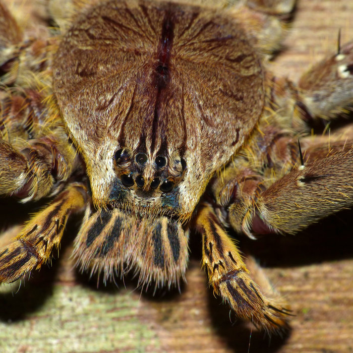 Enshrouding Fangs | Bug Catcher