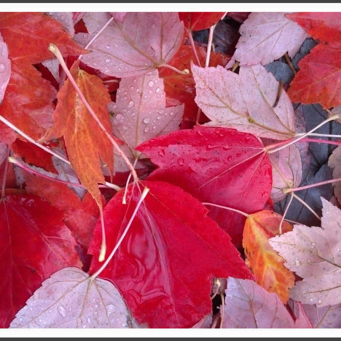 Shawna Ray | Scott Flaherty