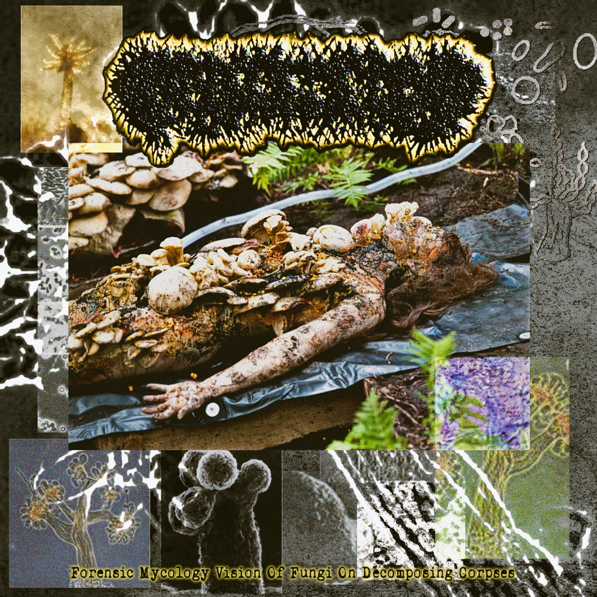 Forensic mycology vision of fungi on decomposing corpses | Myxococcus