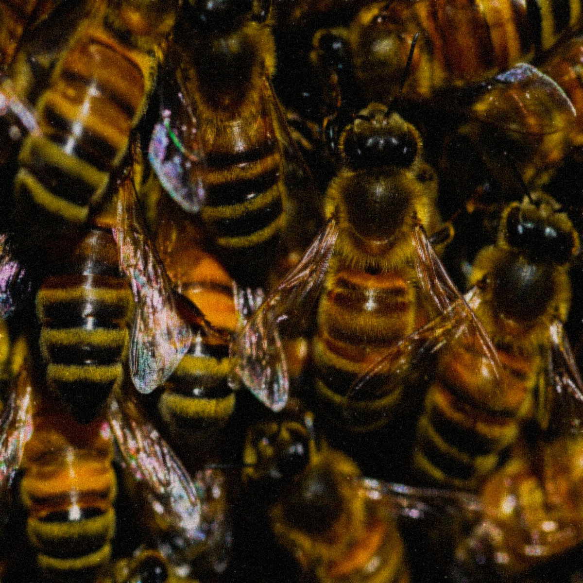 Trophallaxis | Fletina & Peter Wullen | Fletina