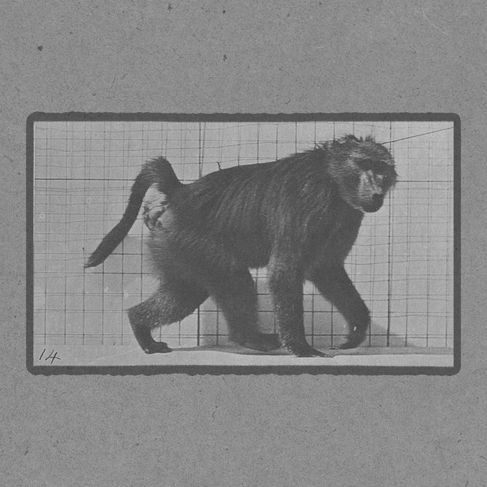 Baboon Walking on All Fours | Muybridge