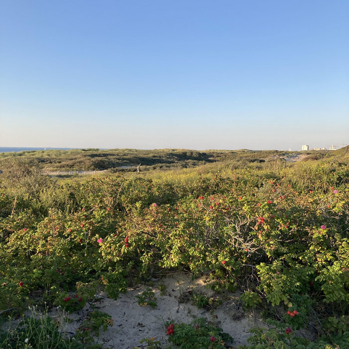 Duin | Residue | Zeevlam