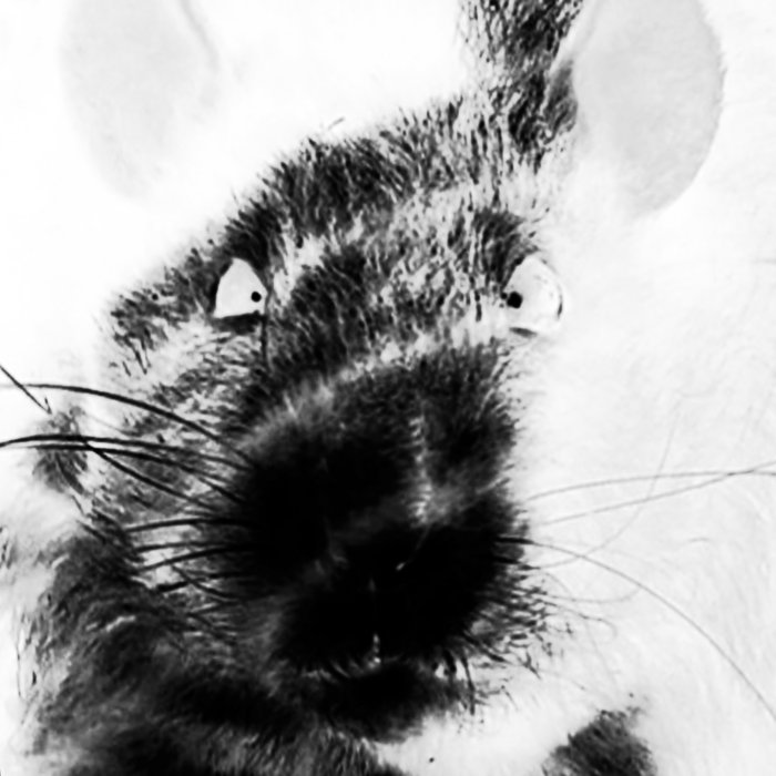 Rats cross the street safely at night | Bridal Creeper