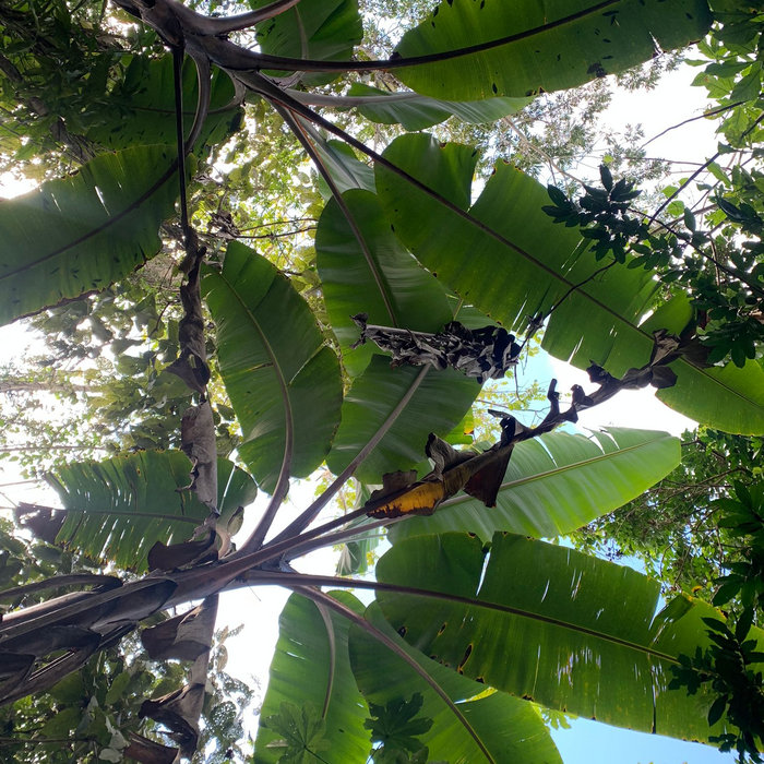 More Fiber | Plantain King