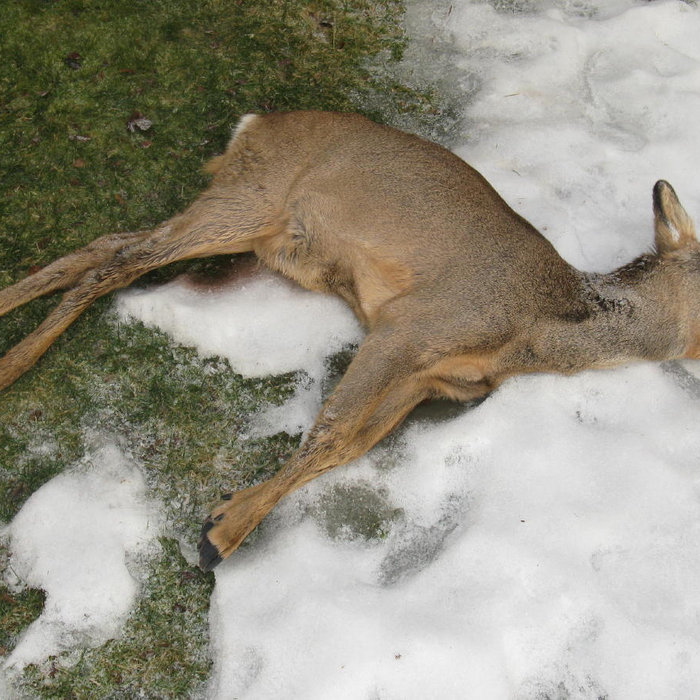 Home | Grumpire | GRUMPIRE