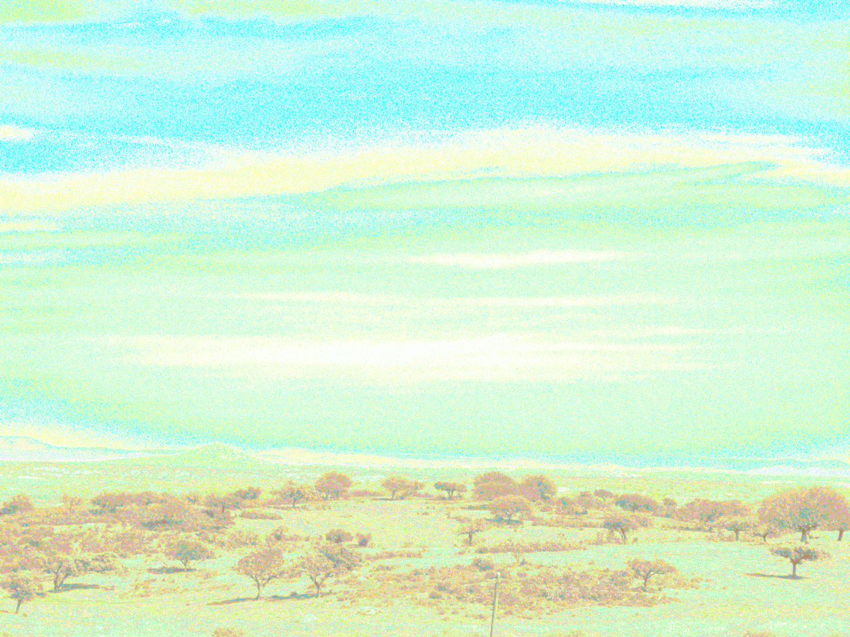 Tabaibos | André de la Fonseca