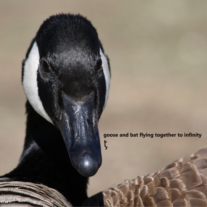 goose bumps of a bat flying unaware to infinity | Tale Twist