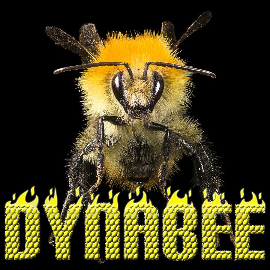Dynabee (Album) | DYNABEE