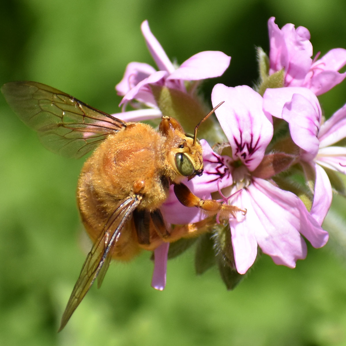 Two Random Words | Pancake Apis