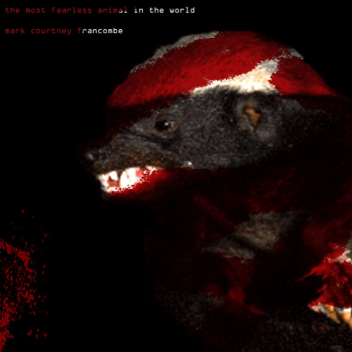 The most fearless animal in the world | markfrancombe