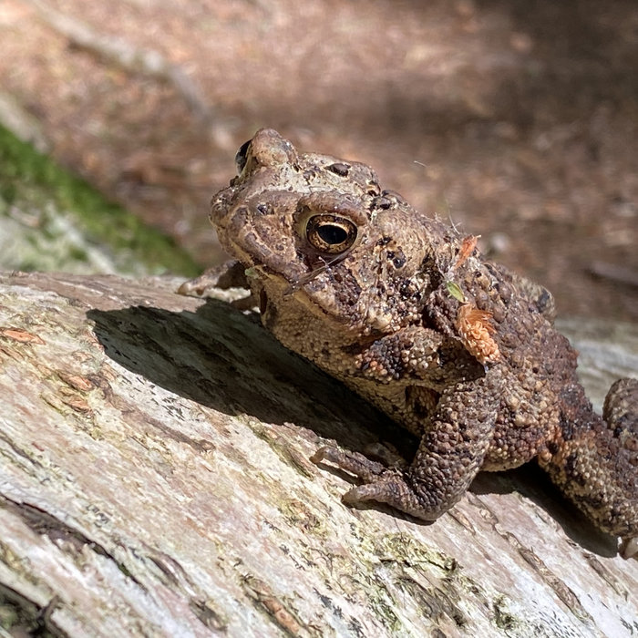 Thursday Funk | Beyond the Point of Karen