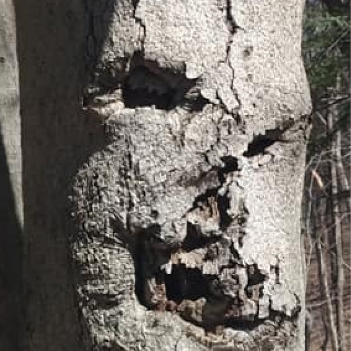 ANGRY TREES E.P. | ILIO