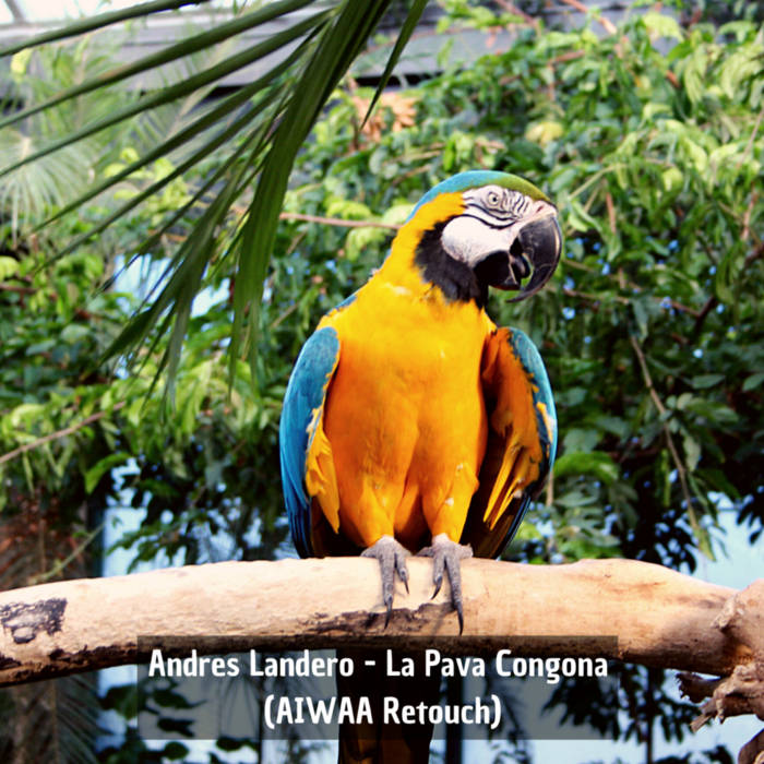 Andres Landero - La Pava Congona (AIWAA Retouch) | AIWAA