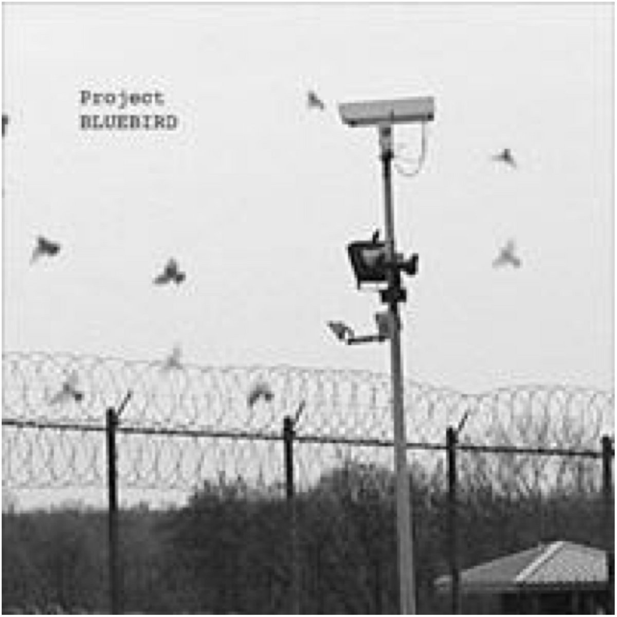 Project BLUEBIRD | Project BLUEBIRD | Tiger Asylum Records