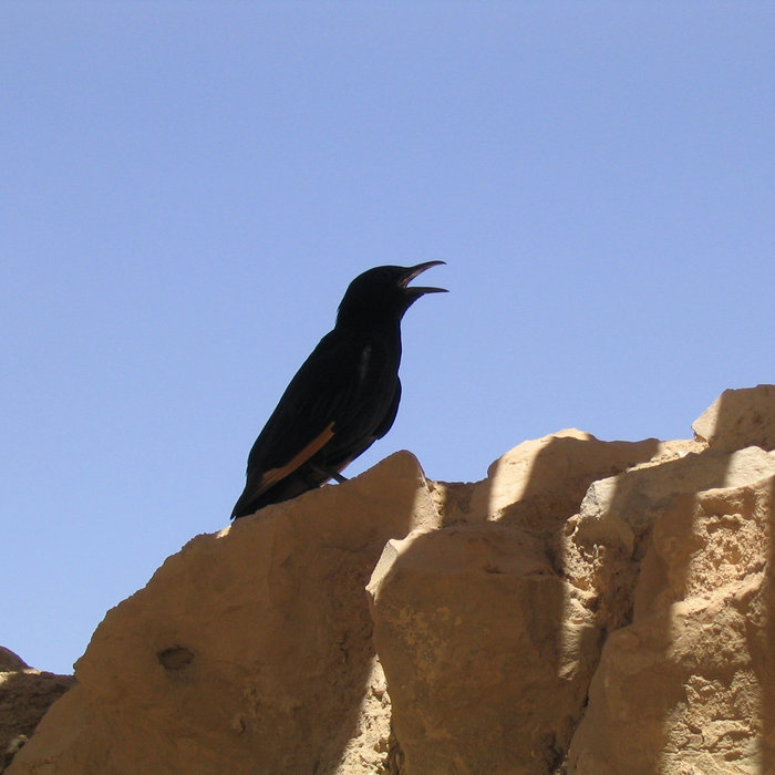 Moledet - Maoz - Blumenkranz - Haziza | Moledet - Maoz - Blumekranz ...