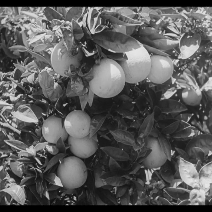 Including | Goh Lee Kwang