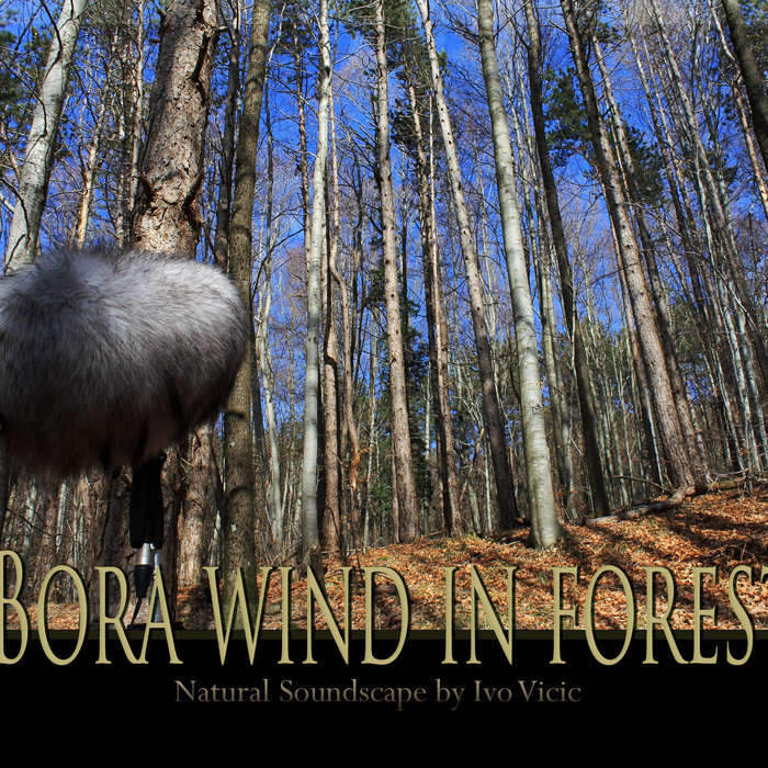 Bora wind in forest | Ivo Vicic