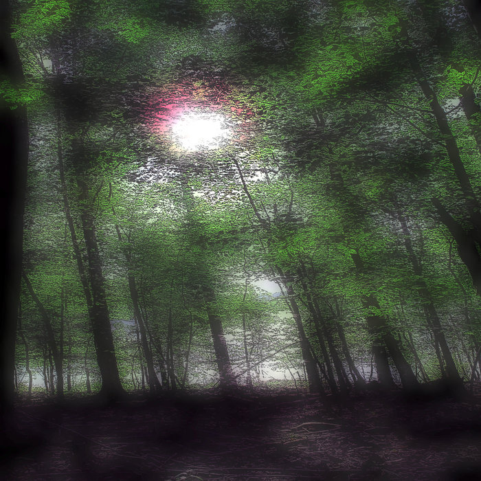 Time Forest | d york