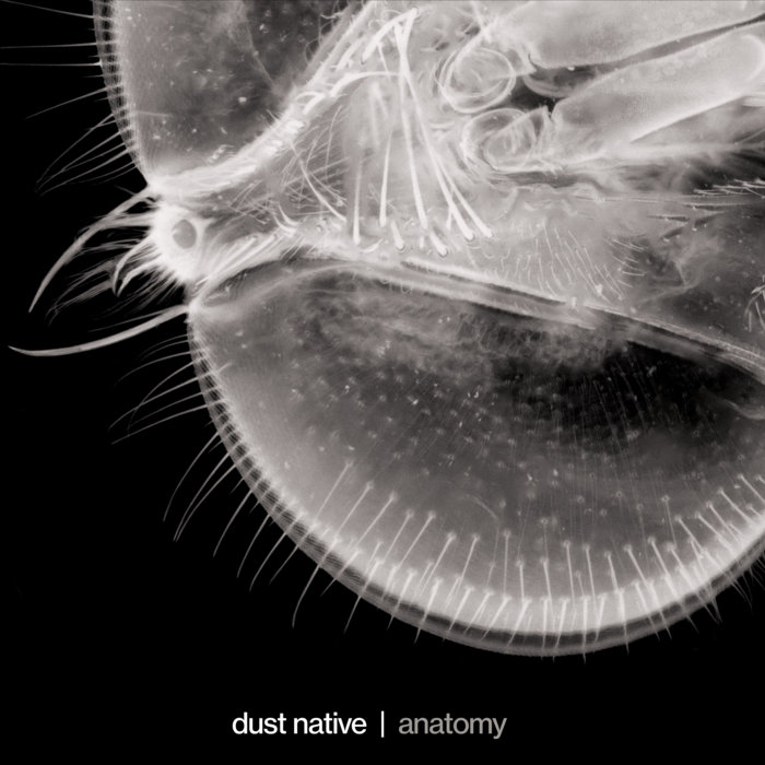 Anatomy | Dust Native