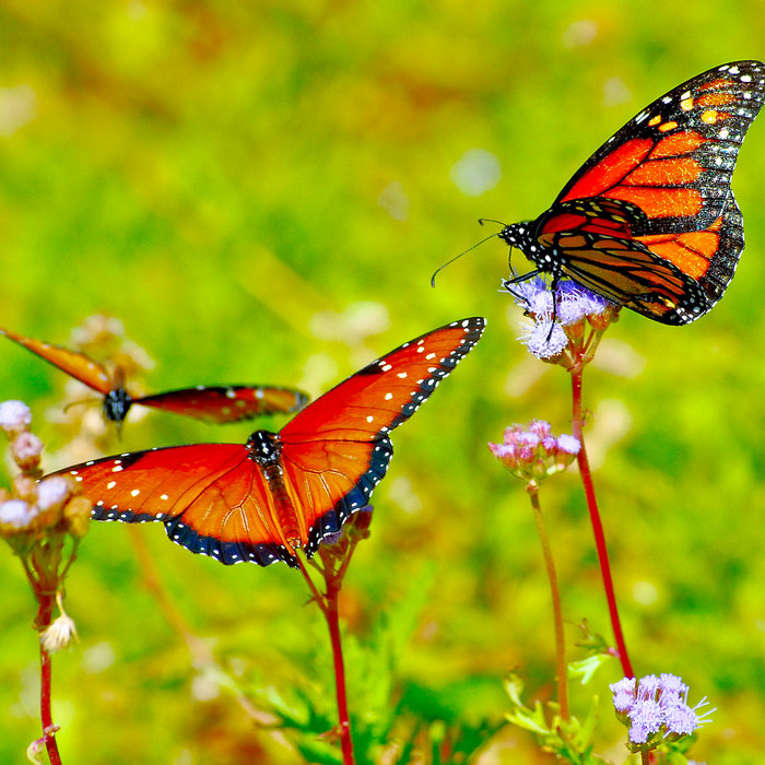 Mariposas - S. Schweblin | Samanta Schweblin | Chubasco en Primavera