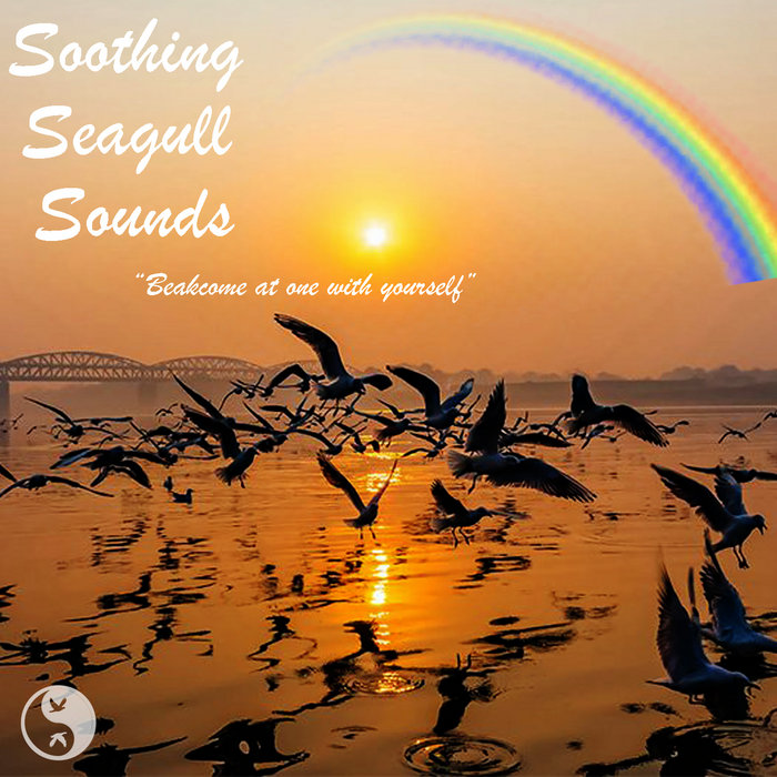 Soothing Seagull Sounds | Hattred