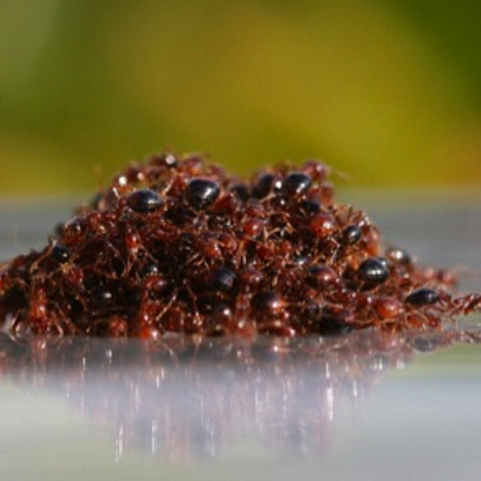 Ethnic Aisle | Stories of Teeth