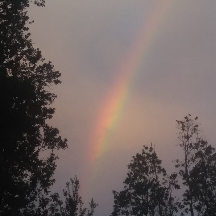 Rainbow Jam | Same Tree