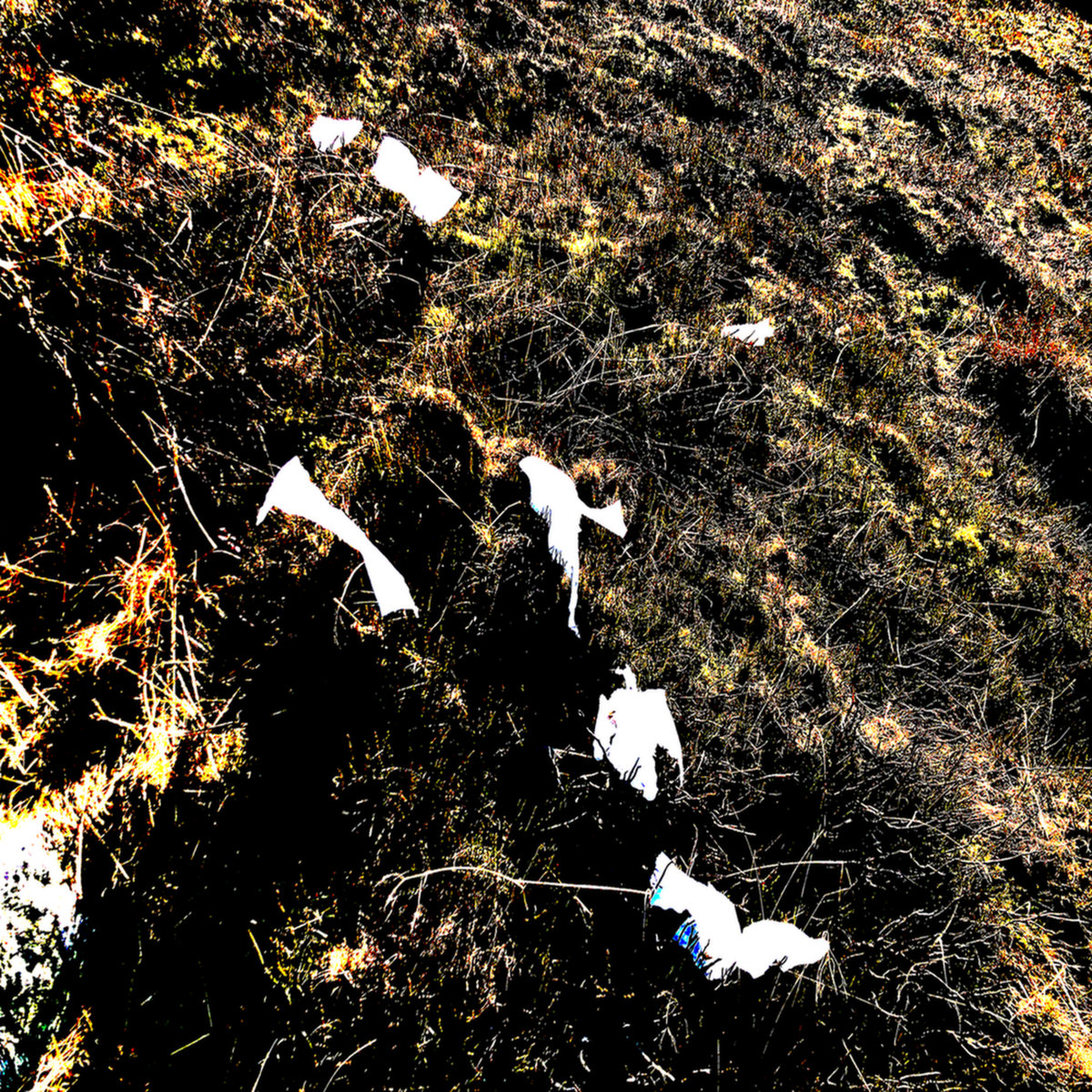 The Bog Roll On The Field (The Unsanctioned Jobby) | The Tartan Gypsy