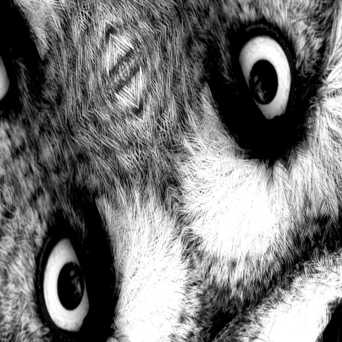 Strigiform, Accipetrine | Gothic Listening