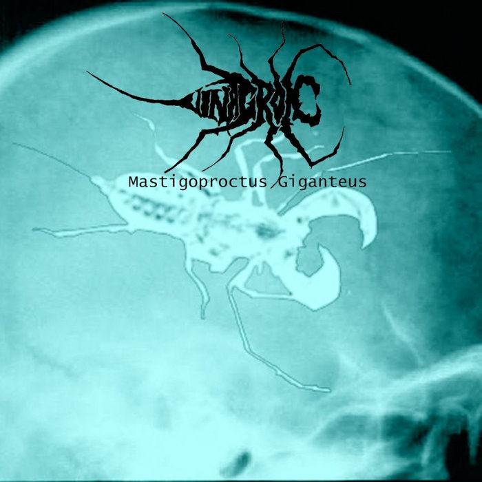 Mastigoproctus Giganteus | vinagron