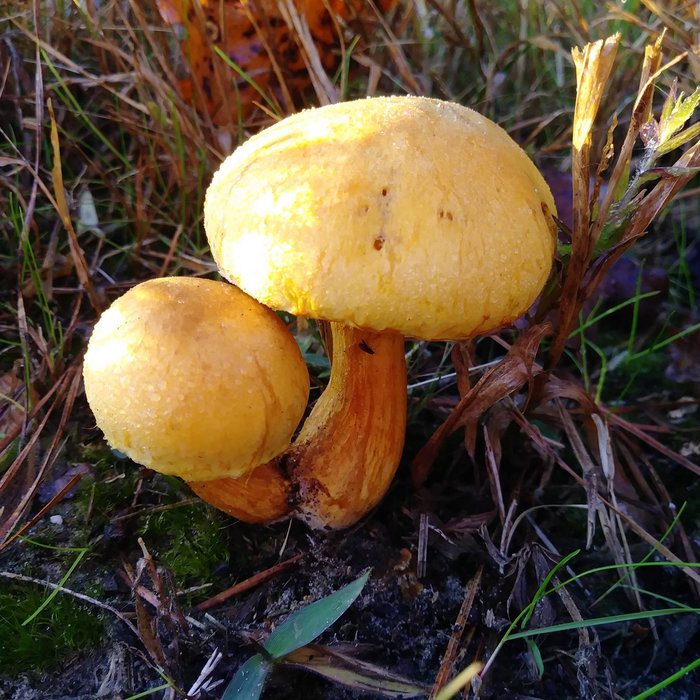 stuff n things | Saucy