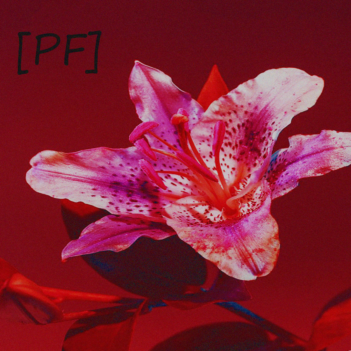 Together Again | Passionfruit