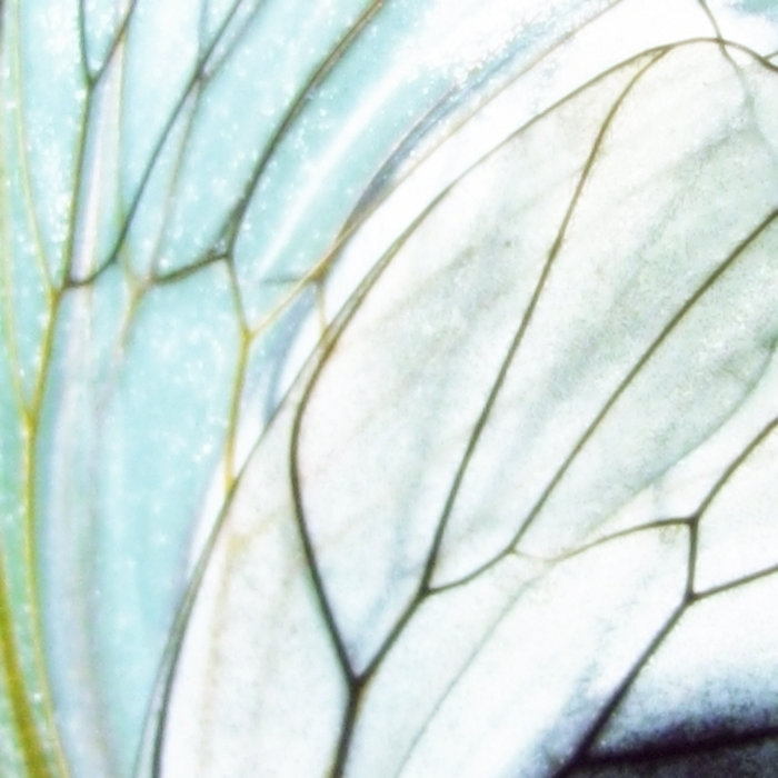 Daydreams | The Inverted Mirror