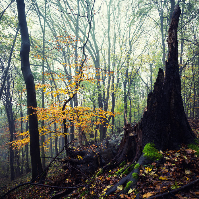 Covers | Zoe Johnson