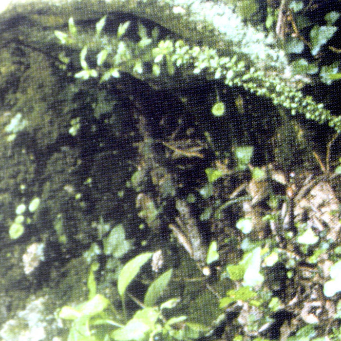 Selva Primaria | Oliwa | rainbow pyramid