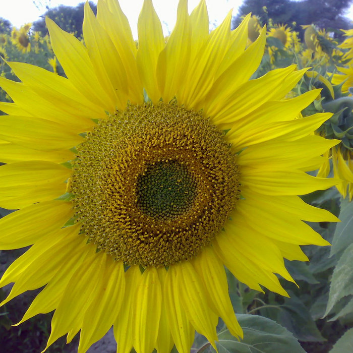 Synth Rock-Chicago Soul Funk-Organ Harp Mando Citrine Heavy Nashville ...