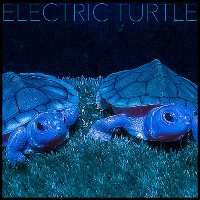 Electric Turtle | Electric Turtle