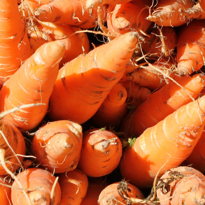 rust | lentils and dirt / skylark