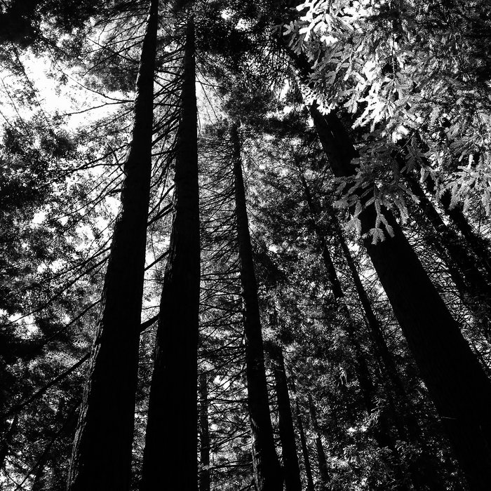 Artemis | Gail Warning