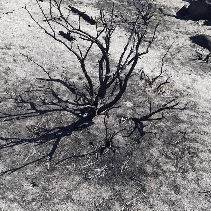 Sweetbender | Todd Huth