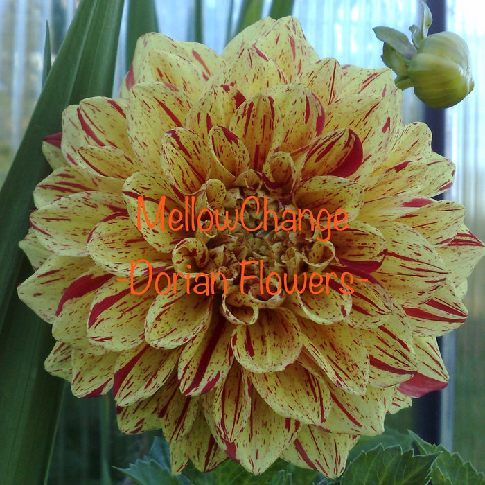 Dorian Flowers | MellowChange