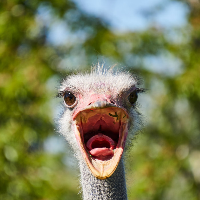 Ostrich Song | zefrank